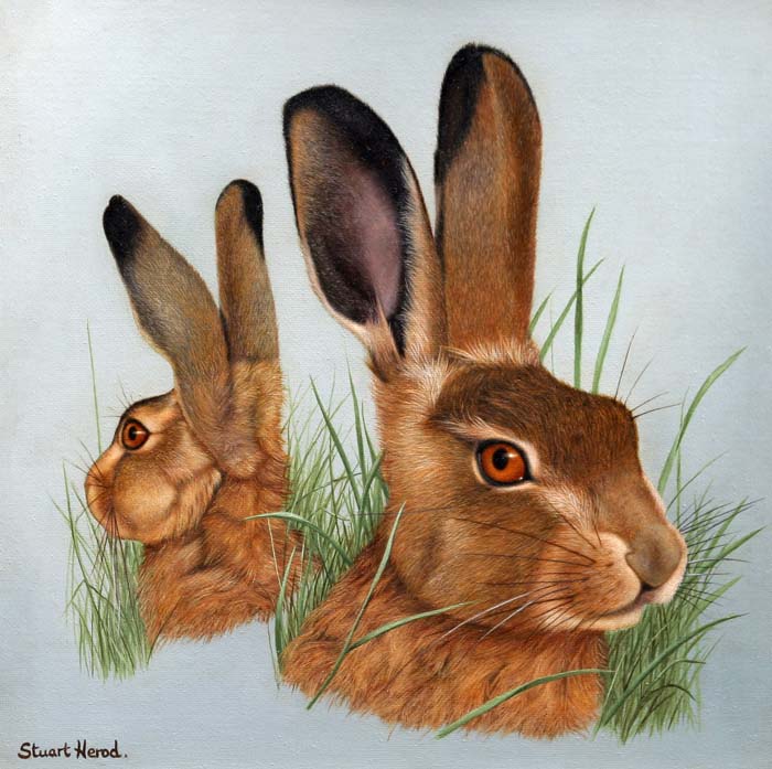 Wildlife art | Thoroughbredfineart